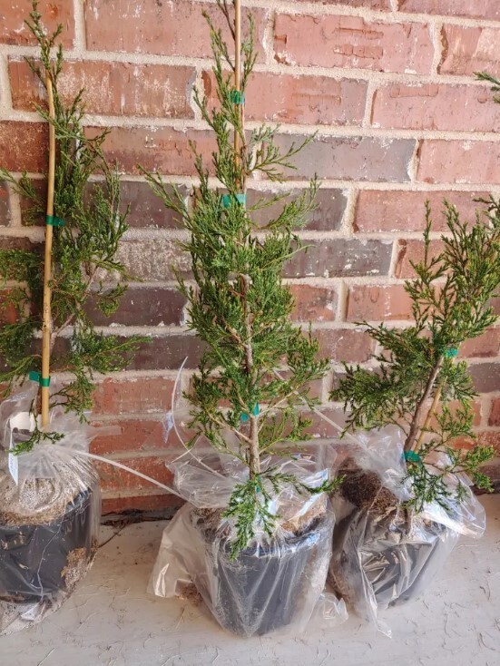 Taylor Juniper Tree 1-2 ft Outdoor Evergreen Plant Juniperus virginiana ...