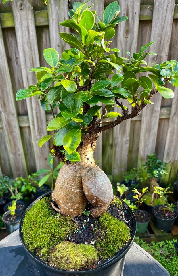 Primrue Ficus Bonsai Tree aerial roots 7 years Ariel roots on trunk | eBay