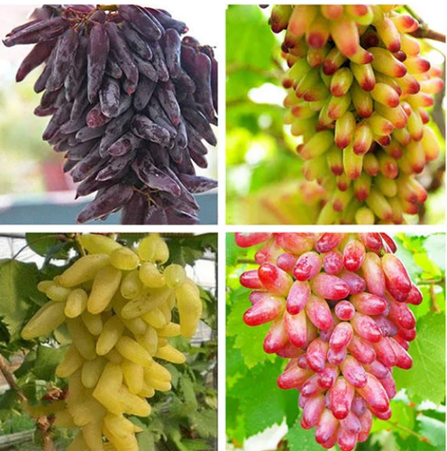 50Pcs Finger Grape GerminatingSeeds Berry 4 Kinds Garden Tasty ...