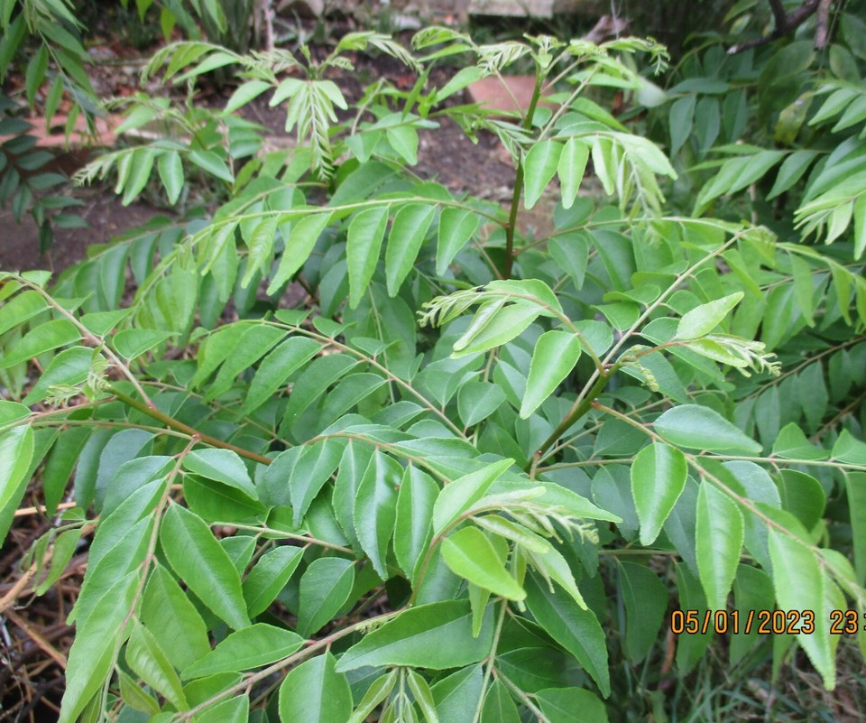 Curry Plant/Tree Curry Leaf Plant/Tree (Murraya Koenigii) 30cm - 38 cm ...