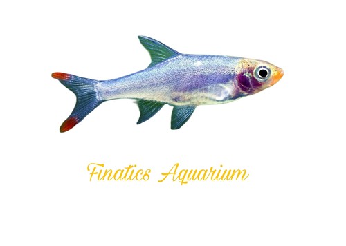 One Asian Rummynose Sawbwa Rasbora Approx 3/4” Juveniles | eBay