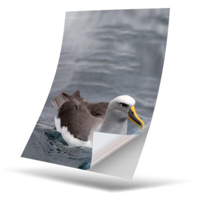 1 x Vinyl Sticker A4 - Buller's Albatross New Zealand Bird #44484 | eBay UK