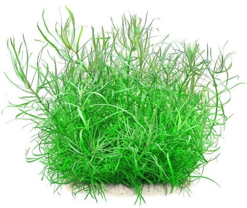 Floratica ¦ Pogostemon Q. 'Octopus' (5x) Live Aquarium Plants Tropical ...