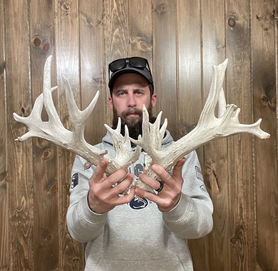 Crazy Freak 185” Whitetail Shed 28pt Antler Horn Deer Mount Taxidermy ...