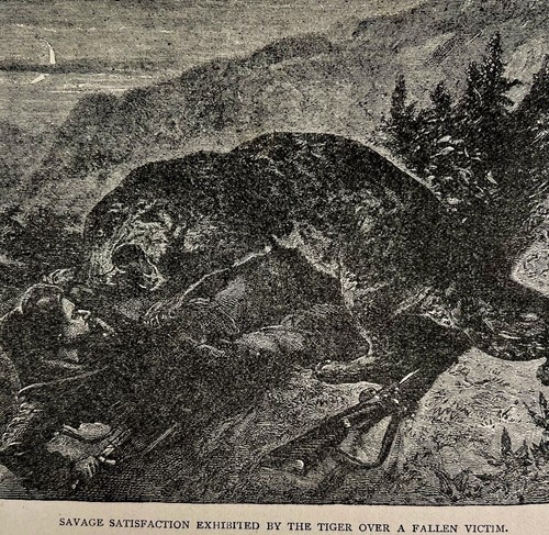 Tiger Attacks Hunter Wood Engraving 1887 Victorian Hunting Art DWEE21 ...