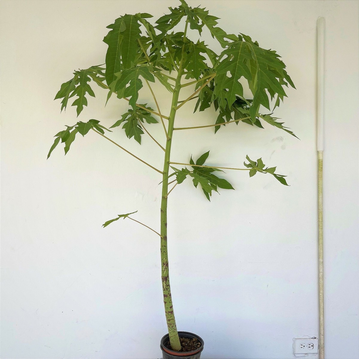 Papaya Tree Indoors