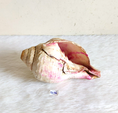 Vintage Beautiful White Natural Conch Shell Beach Decorative ...