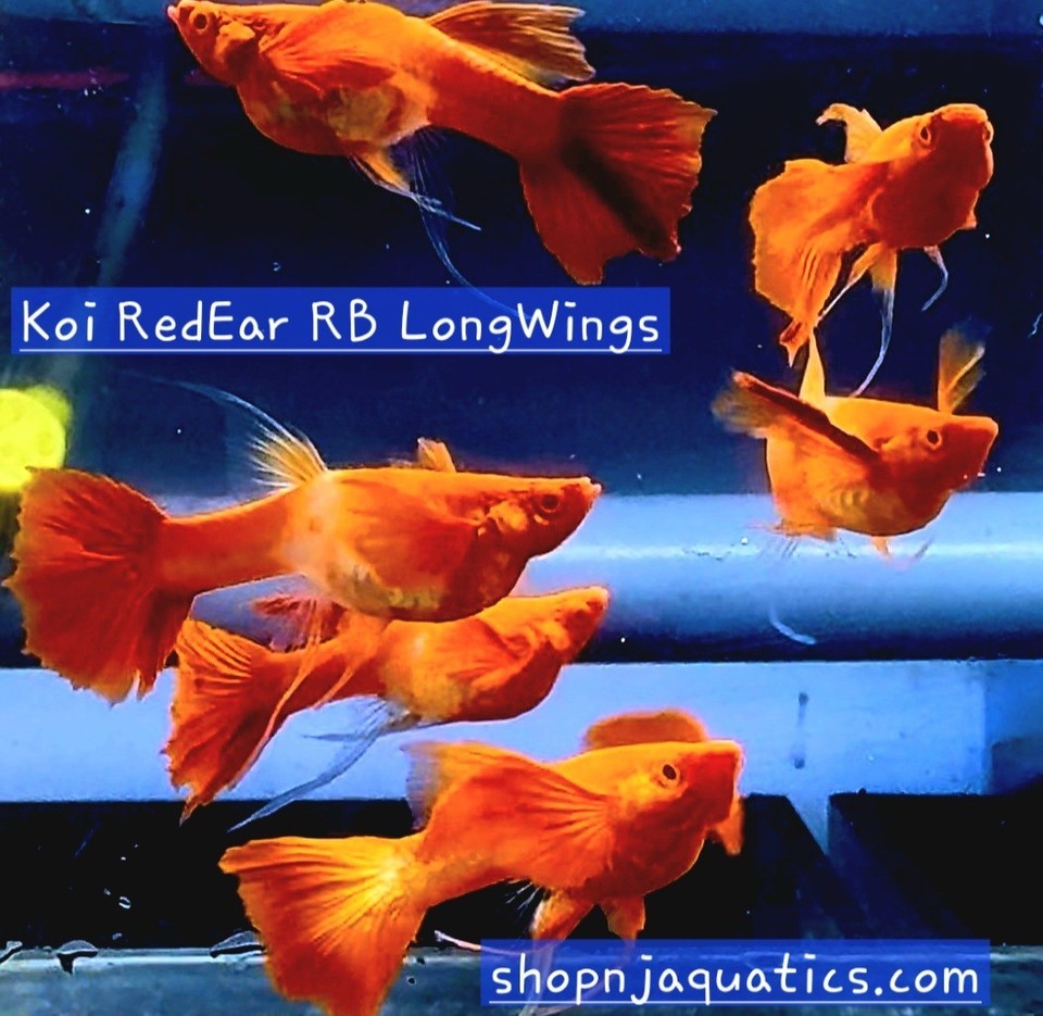 Rare- Trio Koi Red Ears Ribbon FinC Long Ears/Fin - Super High Quality ...