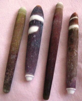 4 Old rare sea shells brown & white shaped like tiny cigars From .2" to ...