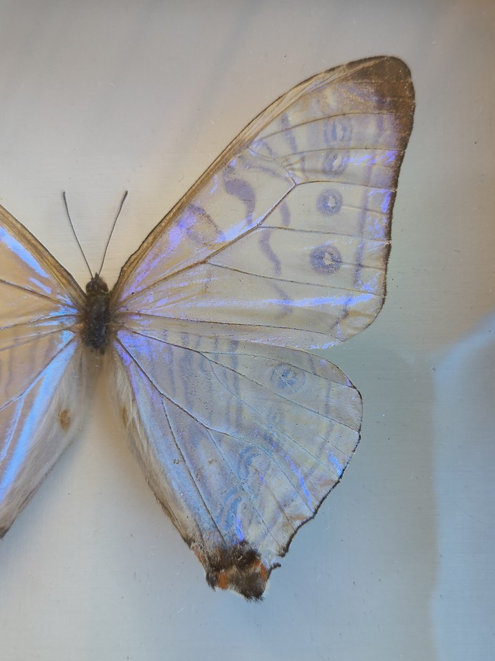 Morpho sulkowskyi REAL FRAMED BUTTERFLY BLUE PINK PURPLE PERU | eBay