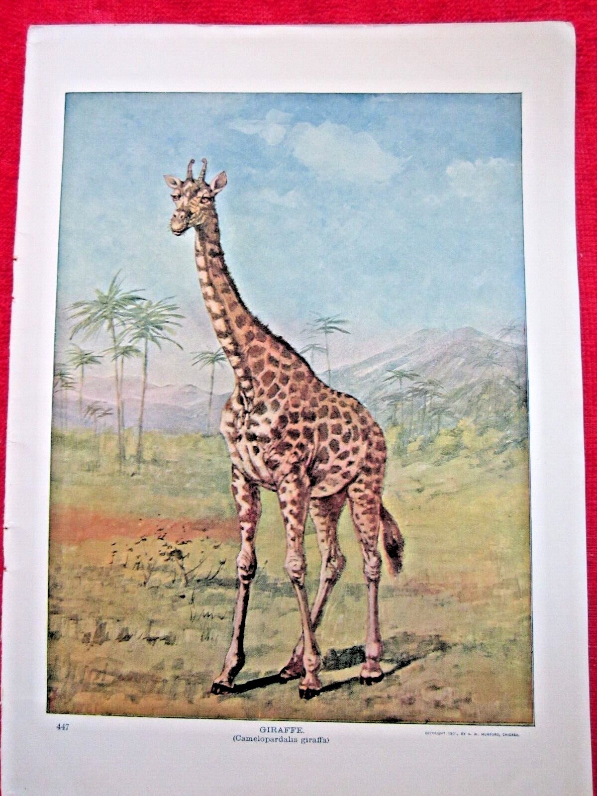 1901 ANTIQUE GIRAFFE ANIMAL LITHOGRAPH PRINT | eBay