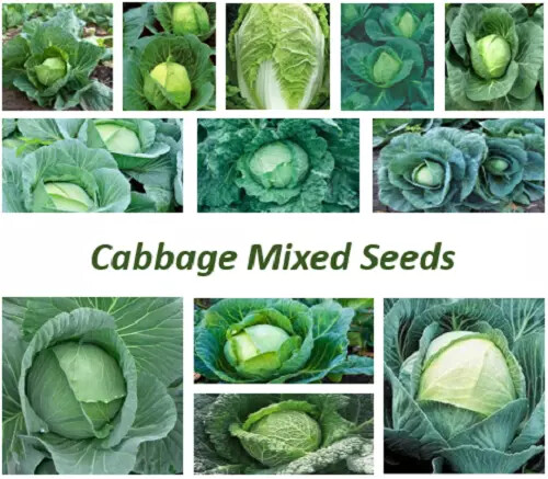 CABBAGE MIXED SEEDS Cool Season Vegetable Seeds All Variety Cabbage ...