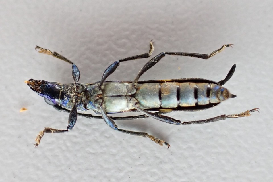 j11097. Insects, Cerambycidae sp. Vietnam, Lam Dong | eBay