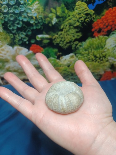 Sea Urchin Fossil Dinosaur Age Texas High Quality Large 54 Grams ...