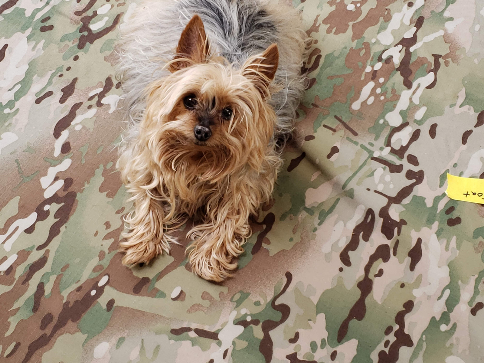 🇺🇸 NEW KDH MULTICAM OCP SPCS TAC-1 RIGHT SIDE PLATE CARRIER X-SMALL to ...