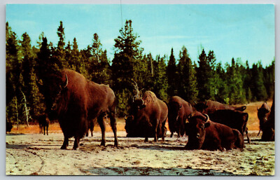 Postcard Bison Buffalo Lower Geyser Basin Yellowstone National Park E18 ...