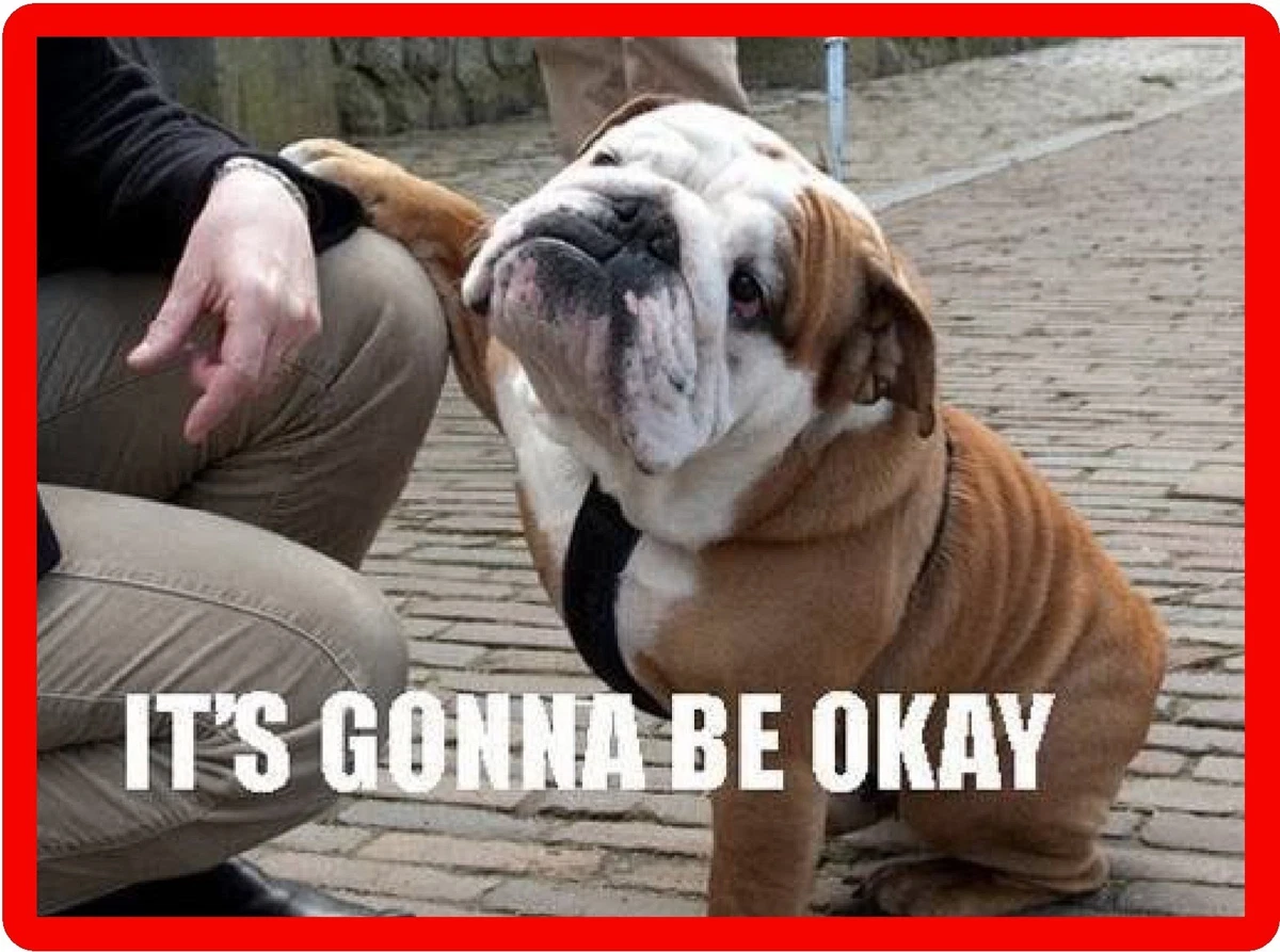 Funny English Bulldog Memes