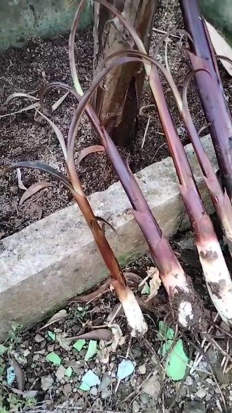 Banana Musa Black Papua Musa Paradisiaca Real Picture RARE PLANT | eBay