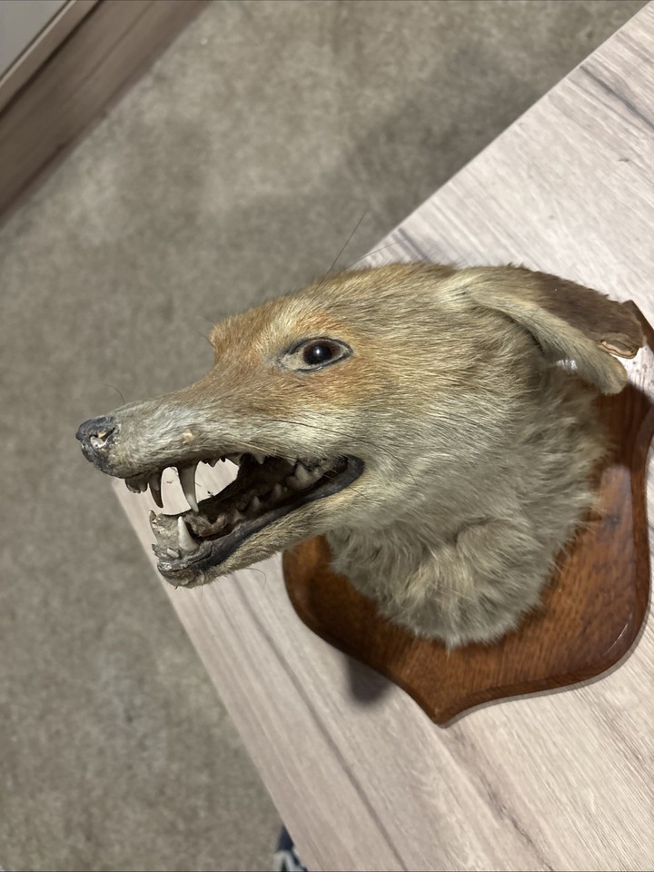 Vintage Red Fox Taxidermy Mask mounted on Wooden Shield Shaped Plaque ...