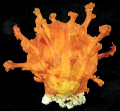 SPONDYLUS SINENSIS seashell PHILIPPINES - 80mm ! ORANGE BEAUTY !!! | eBay