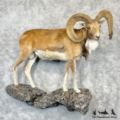 #28966 WC | Red Sheep Ram Life-Size Taxidermy Mount For Sale | eBay