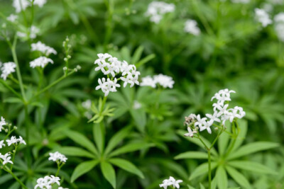 Galium Odoratum (Sweet Woodruff) (7-9cm plant bag, ground cover,white ...