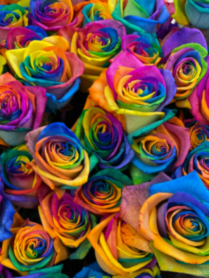 🌺50Pc Colorful Rainbow Rose Flower Seeds Home Garden Plants Multi-Color ...
