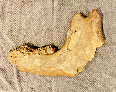 Titanothere (Brontothere) Lower Jaw Section, Eocene Age | eBay