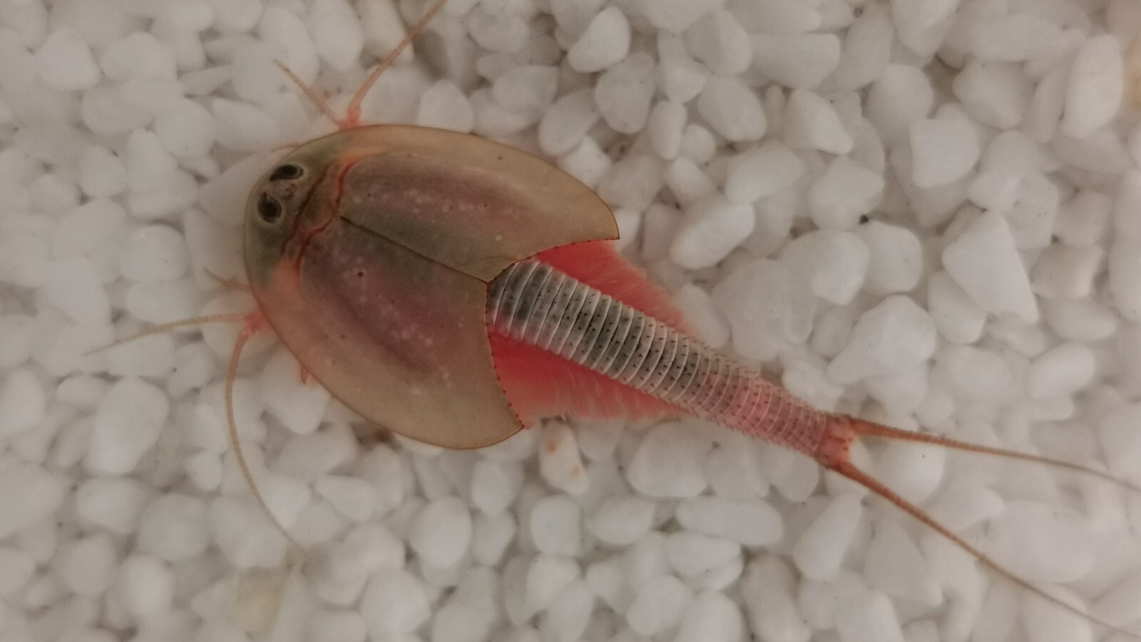 Triops Longicaudatus Grau (Urzeitkrebse) - 100 Eier abgezählt und ...