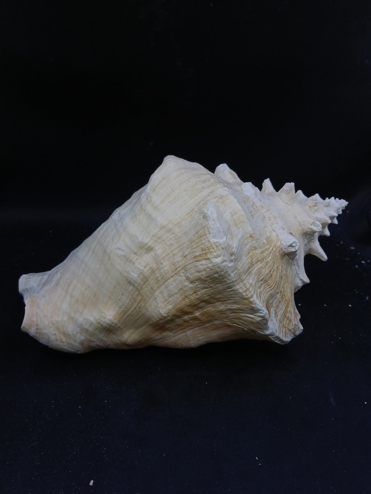 MASSIVE, heavy 10" strombus gigas queen conch sea shell moana #14864 ...