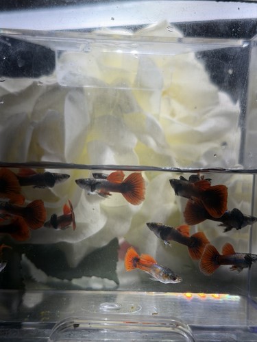 Platinum Dumbo Big Ear Red Tail Guppy ( 1 M, 2 F)– USA HOMEBRED PDERT ...