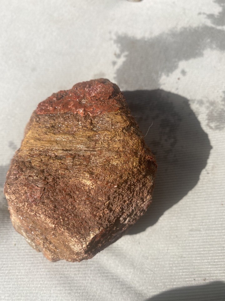 Agatized dinosaur gem bone - From Morrison Formation Colorado - Red | eBay