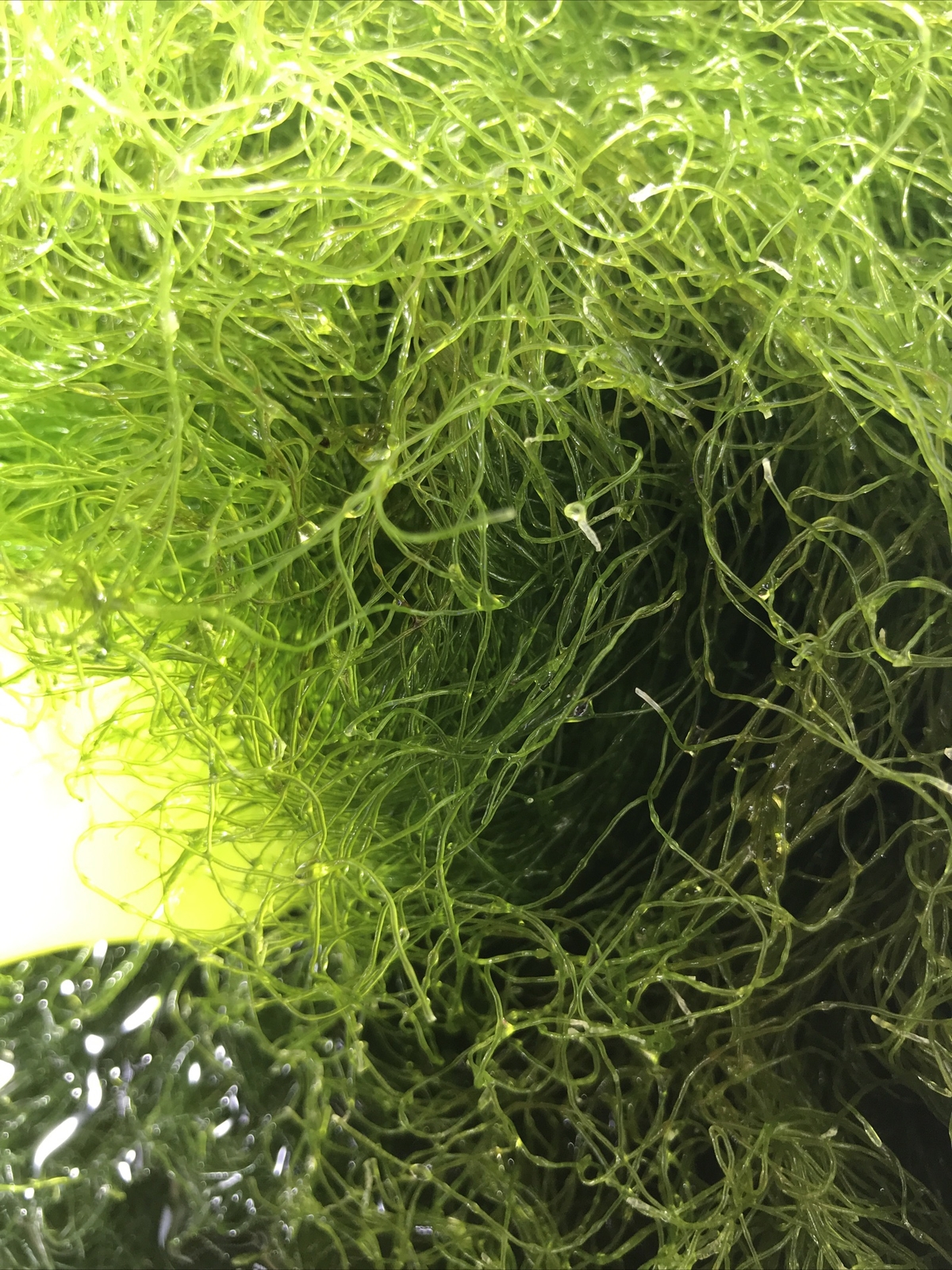 Live- Chaetomorpha Chaeto Marine Reef Macro Algae Refugium- FULL ...