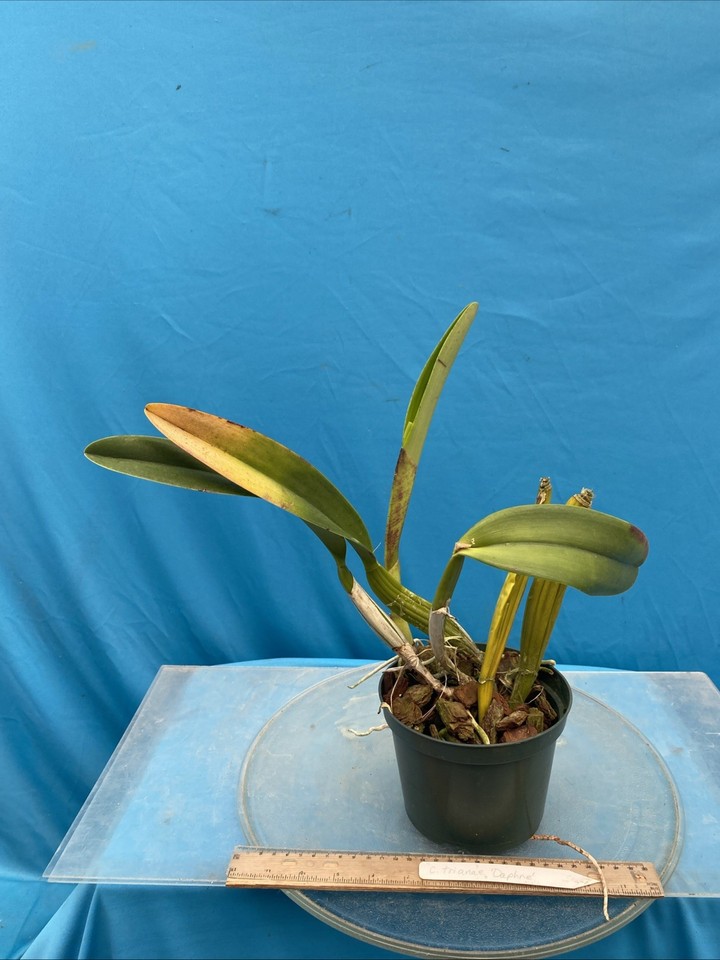 Cattleya trianae ‘Daphne’ Orchid Eros Purple Pink Yellow Species SHEATH ...