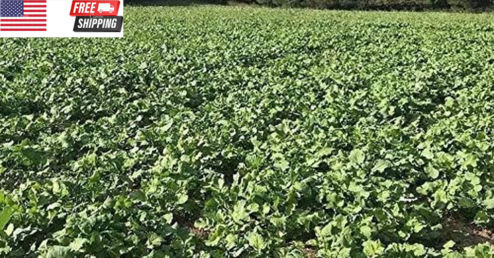 Brassica Blend Food Plot Mix, 1/2 Acre, Highly Attractive Fall Food ...