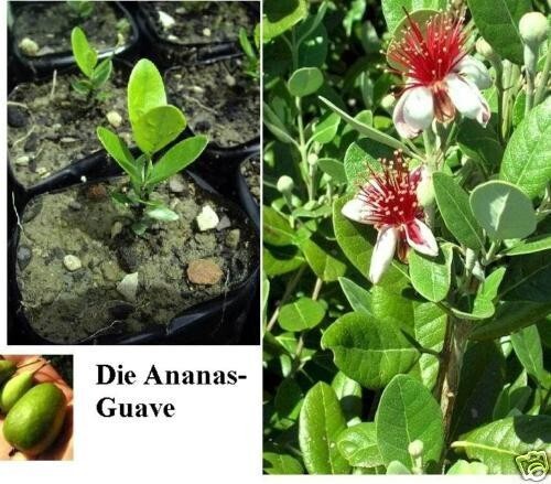 Ananas-Guave exotische duftend Pflanzen für die Wohnung drinnen ...