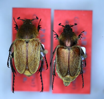 Glaphyridae, Glaphyrus afghanistanicus PARATYPUS!!!! Afghanistan PAIR ...