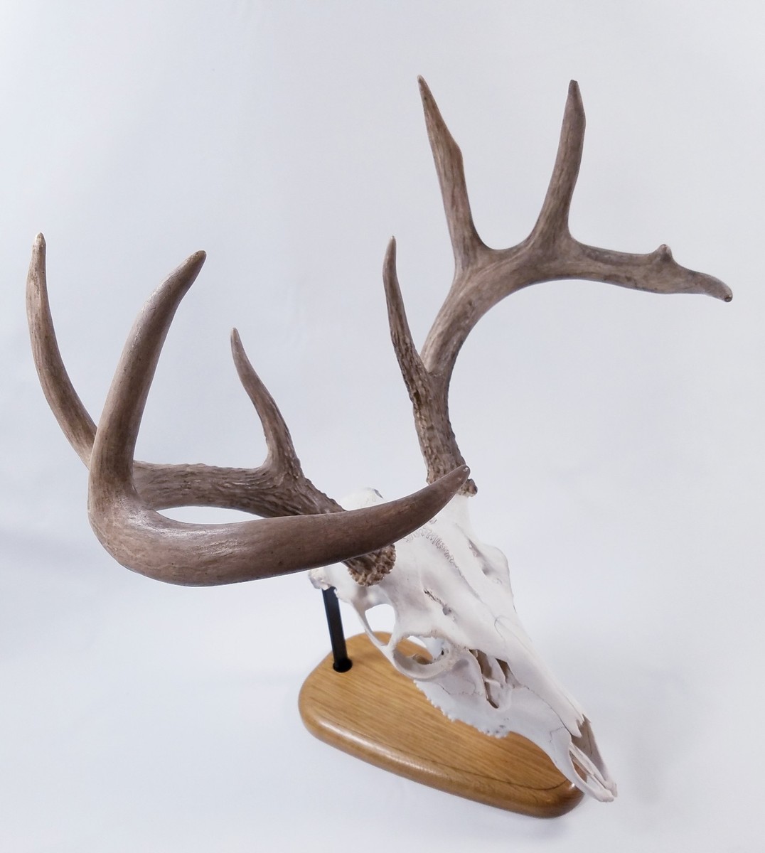 European Mount For Angle