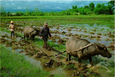 CPM AK THAILAND Two farmers each with one buffalo are ploughing work ...