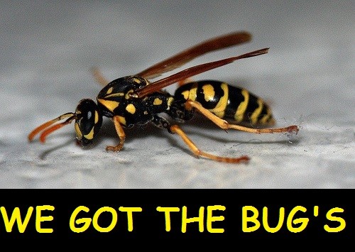 Yellow Jacket Queen Size