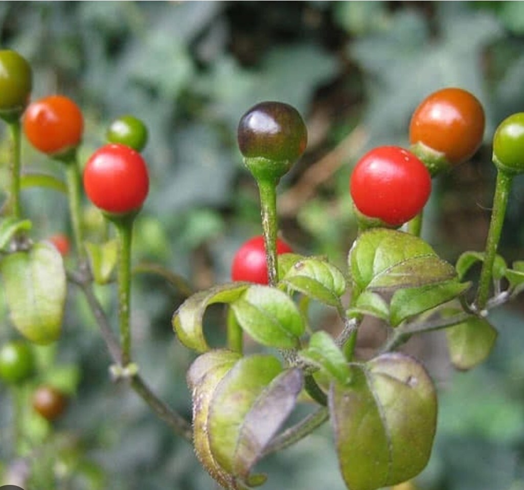 30++ Tepin Pepper Seeds (Capsicum annuum var. glabriusculum) Pequin ...