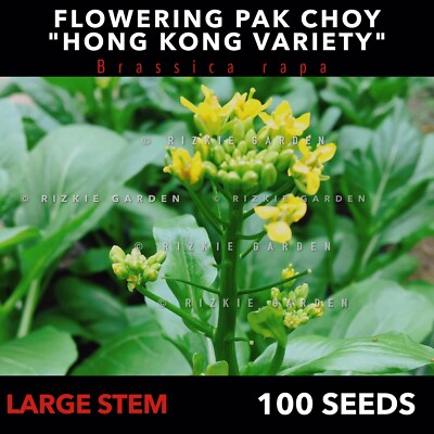 Flowering Pak Choy, Choi, Choy Sum, Vegetable Seeds, Brassica rapa, x ...