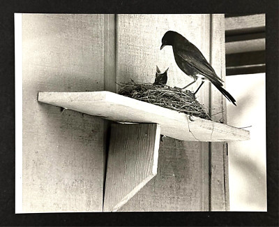1978 Mother Bird Feeds Screaming Baby Bird Nest Vintage Press Photo | eBay