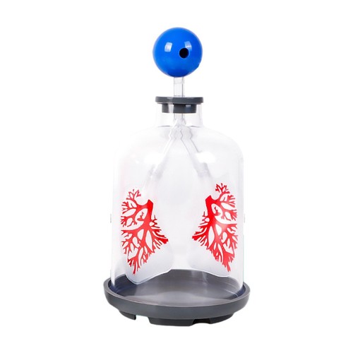 Lung Breathing Demonstration Model DIY Lung Respiration Model for ...