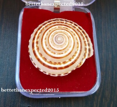 Vishnu Sudarshan Chakra Original – Very Rare & Natural for Vastu, Good ...