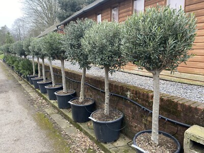 Topiary Ball Shaped Olive Tree - Large mature specimen - 1.65 metres ...