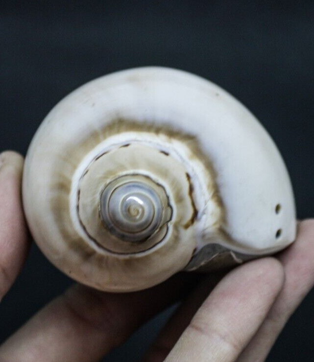 294GR UNIQUE Natural Rough Mollusca Sea Shell Fossil Gastropoda | eBay