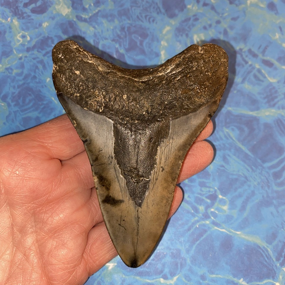 MEGALODON SHARK TOOTH 4.24” HUGE TEETH MEG SCUBA DIVER DIRECT FOSSIL NC ...