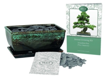 Bonsai Tree Kit Grow Your Own Gift Set (Stone Pine) | eBay UK