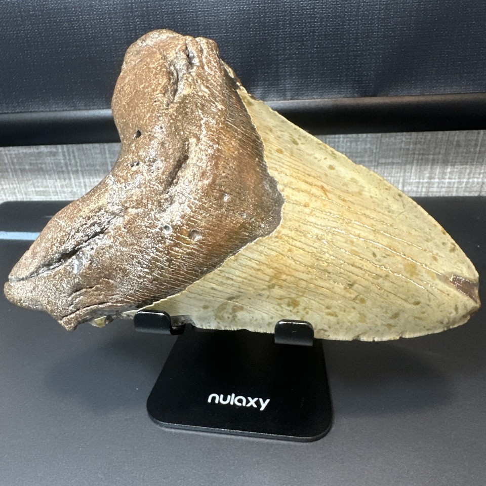 6 1/4” WORLD CLASS Megalodon Shark Tooth REAL Fossil - No Restorations ...